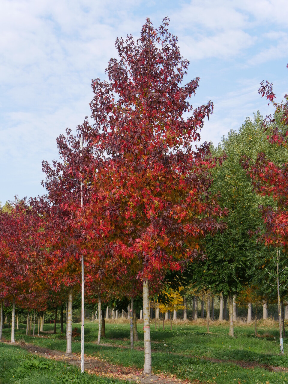 Liquidambar styraciflua 'Worplesdon' | Liquidambar styraciflua 'Worplesdon' - Van den Berk ...
